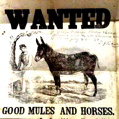 How to Buy a Mule & Not Get Screwed by Cindy K. Roberts – Every Cowgirl ...