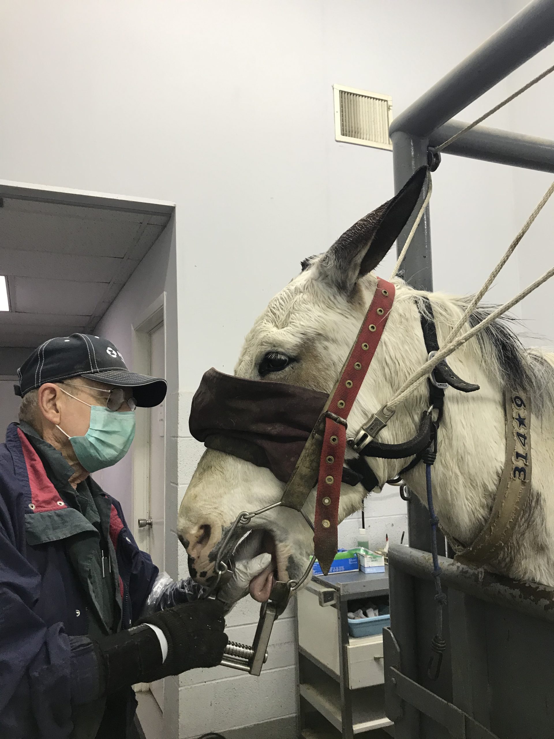 Teeth Floating in Mules – Every Cowgirl’s Dream