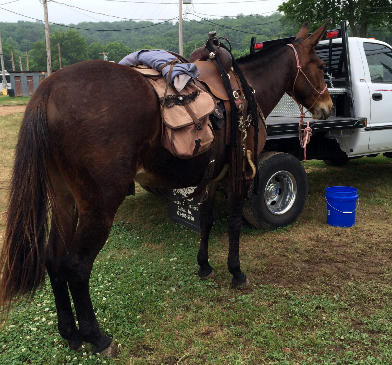 We Are Mule Riders – Every Cowgirl’s Dream