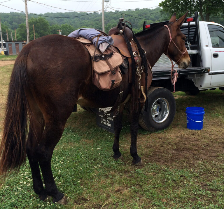 We Are Mule Riders – Every Cowgirl’s Dream