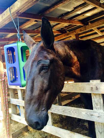 THE WHOA MULE BRIDLE - MULE BRIDLES - RUNAWAY MULES - MULE BITS - MULE ...