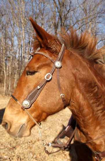 THE WHOA MULE BRIDLE - MULE BRIDLES - RUNAWAY MULES - MULE BITS - MULE ...